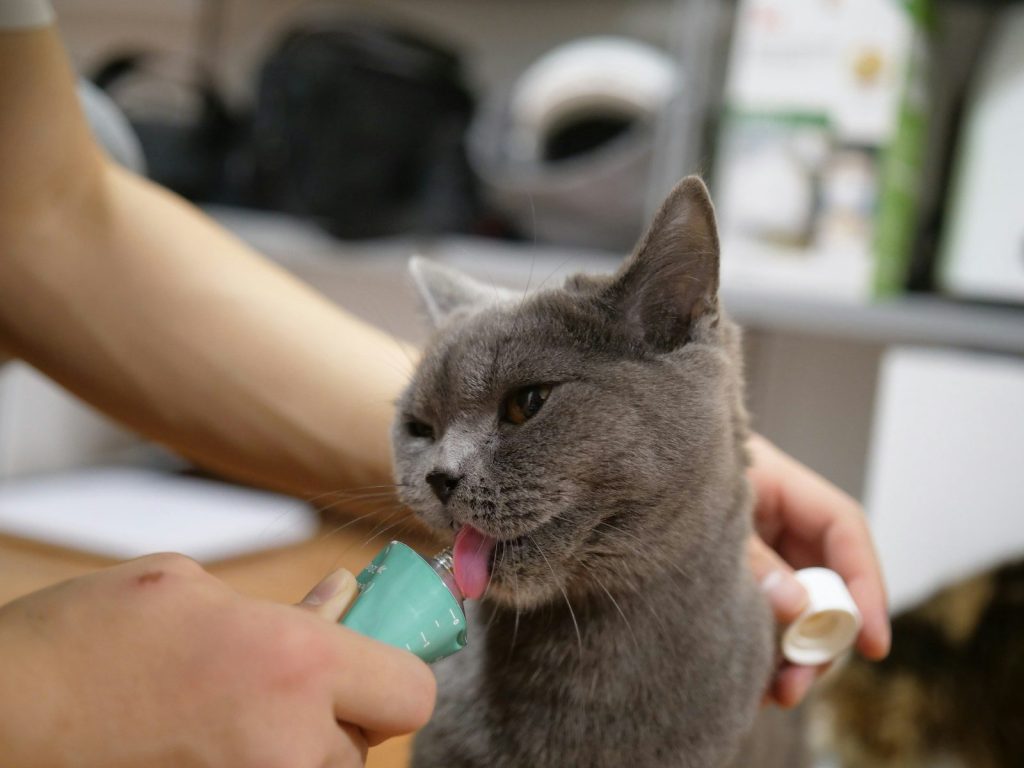 Why do injured street cats seek human help? – whiskerstales