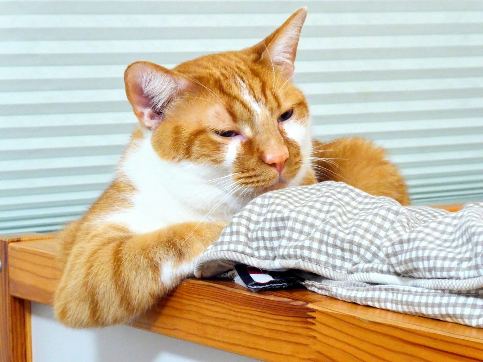 Can you recognize a cat’s silent cry for help? – whiskerstales