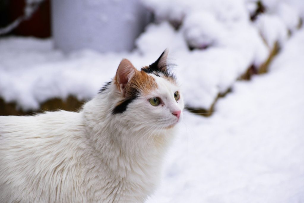 The quiet stray cat who waited patiently for a savior – whiskerstales